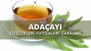Adaçayı Bitkisi Özellikleri ve Faydaları Nelerdir? - Nukteler